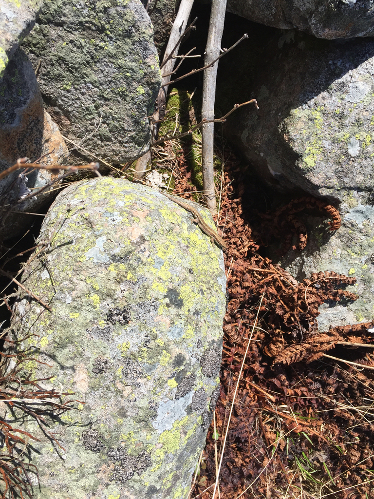 viviparous lizards from Trento, Trentino-Alto Adige, IT on May 15, 2016 ...