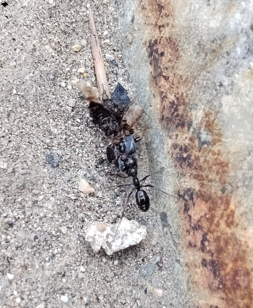 Formica candida in April 2024 by 牟暖暖暖 · iNaturalist