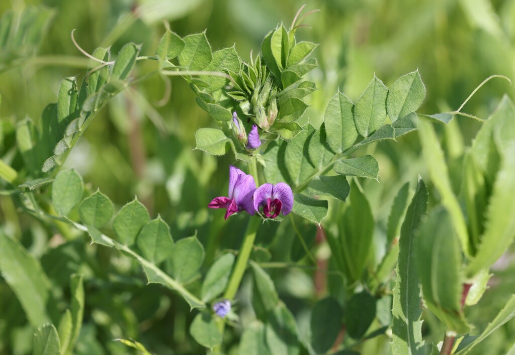 Common Vetch from Solano County, CA, USA on April 16, 2024 at 02:36 PM ...