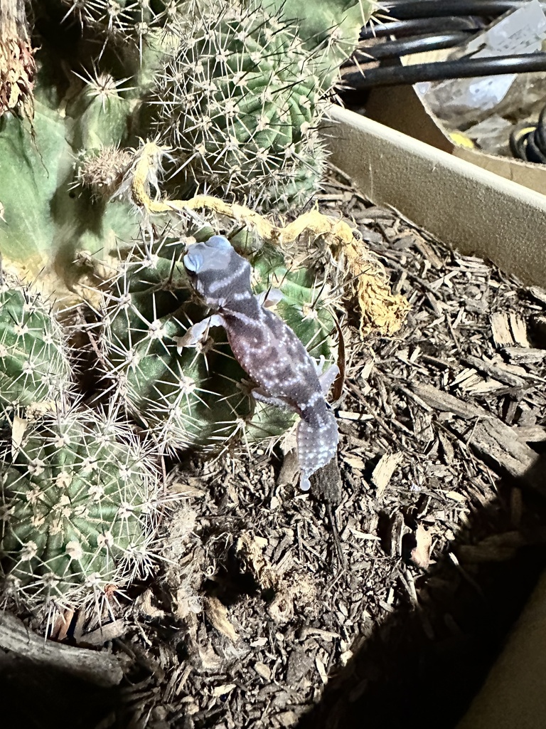 Common Knob-tailed Gecko from Great Victoria Desert, Plumridge Lakes ...