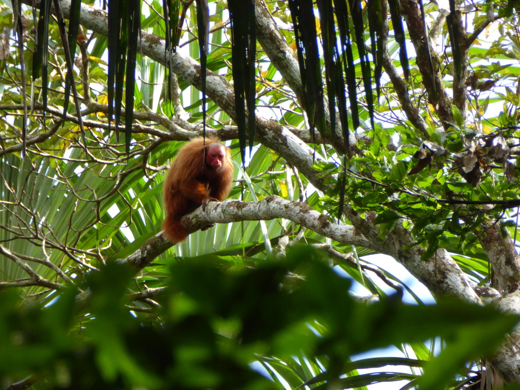 Ucayali Bald Uacari (Cacajao ucayalii) - Know Your Mammals