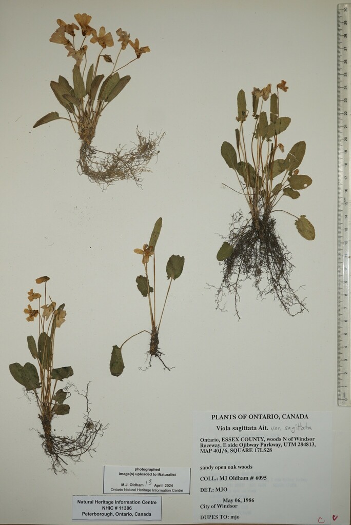 Arrowleaf Violet from Canada, Ontario, ESSEX County, woods N of Windsor ...