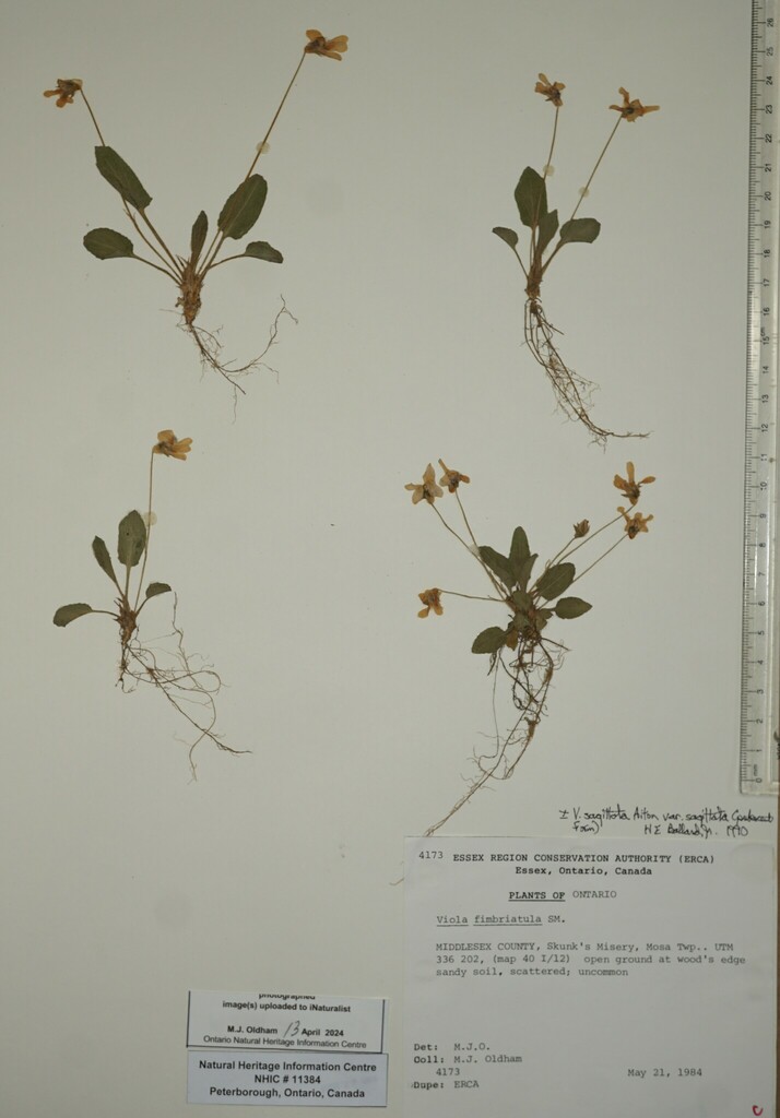 Arrowleaf Violet from Canada, Ontario, MIDDLESEX County, Skunk's Misery ...