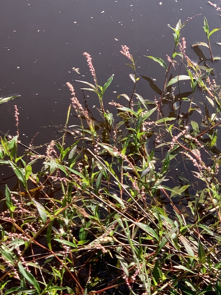 slender knotweed from Stellenbosch Rural, Stellenbosch, WC, ZA on April ...