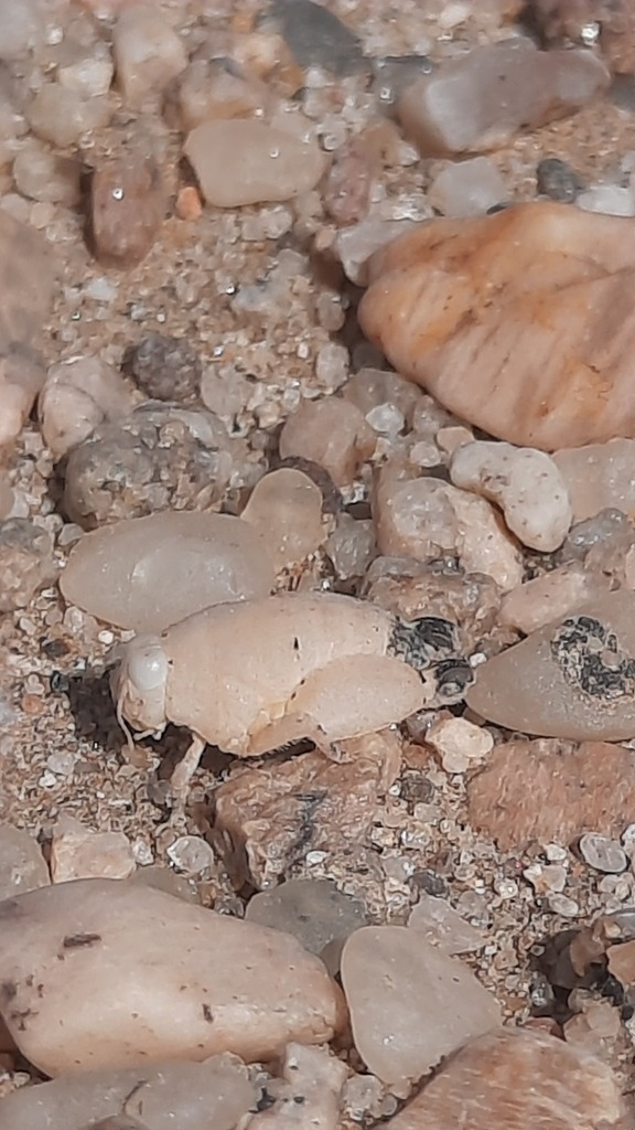 Toad Grasshopper from Erongo, Namibia on February 15, 2024 at 04:04 PM ...