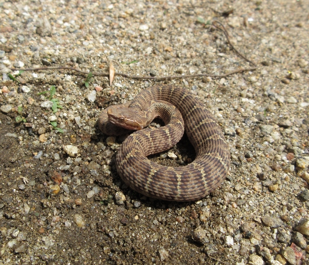 Ussuri Mamushi in April 2024 by Yucheol Shin · iNaturalist