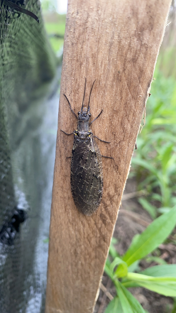 Spring Fishfly from Cutler on April 18, 2024 at 09:09 AM by Chris Lopez ...