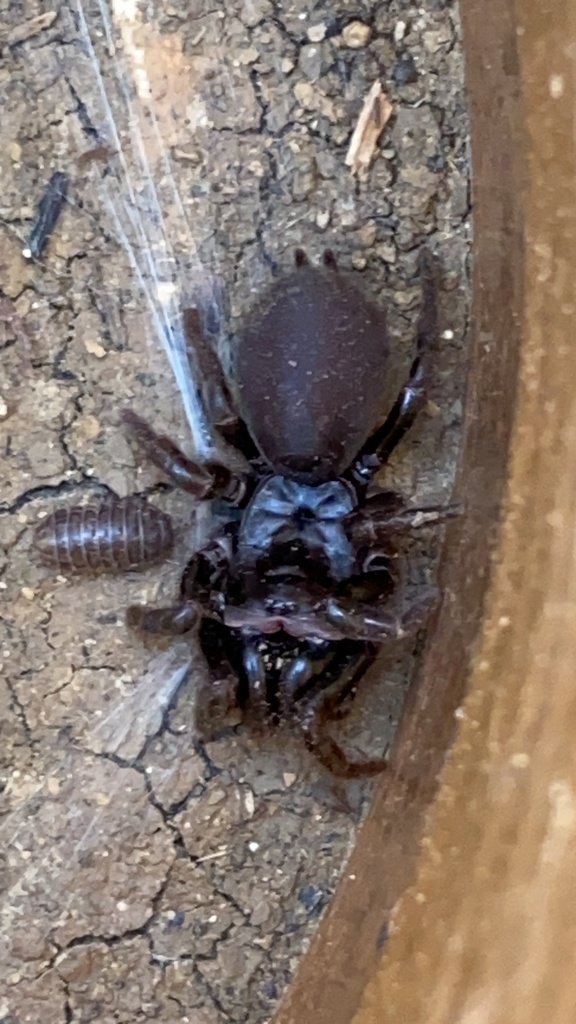 Atlantic Purseweb Spider from Pyramid State Recreation Area, Cutler, IL ...