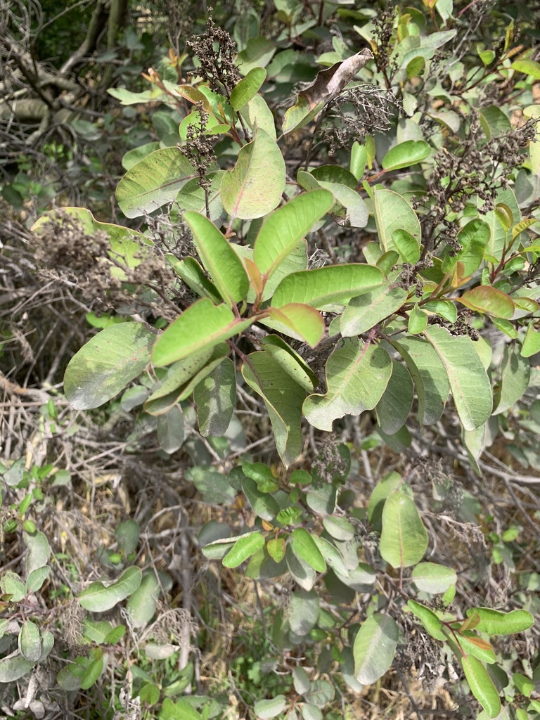 laurel sumac from Lower Arroyo Park, Pasadena, CA, US on April 28, 2019 ...