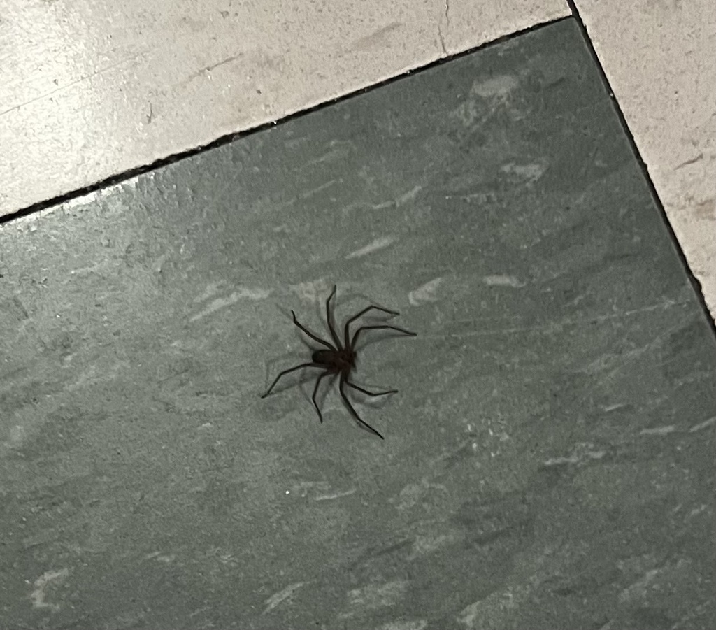 Typical Spiders from Fort Hays State University, Hays, KS, US on April ...