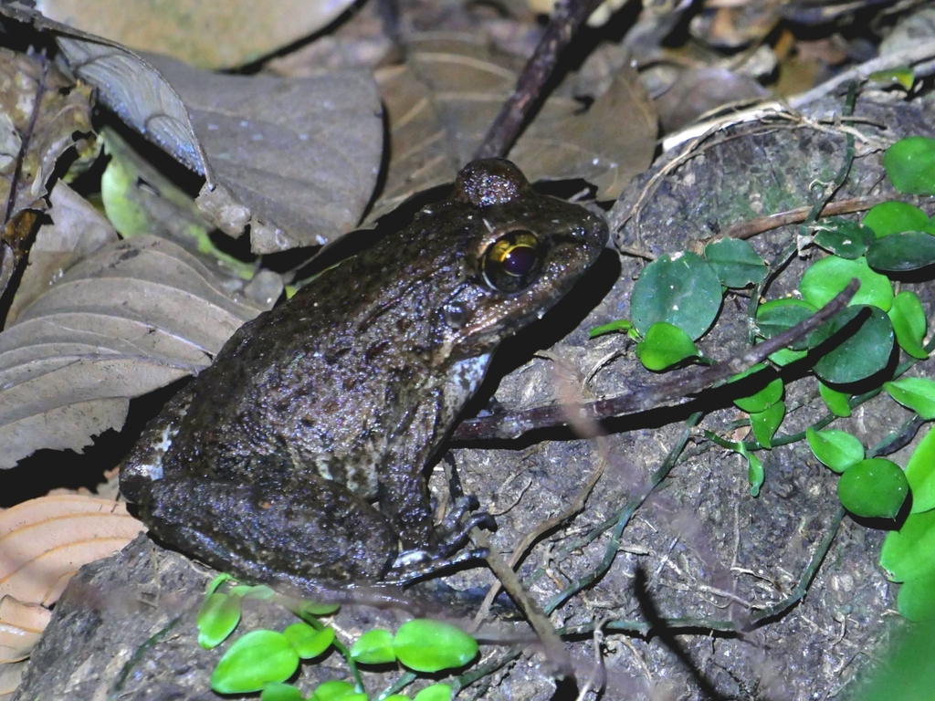 Limnonectes from Negros Occidental Minoyan, Murcia, G463+WRP, Murcia ...