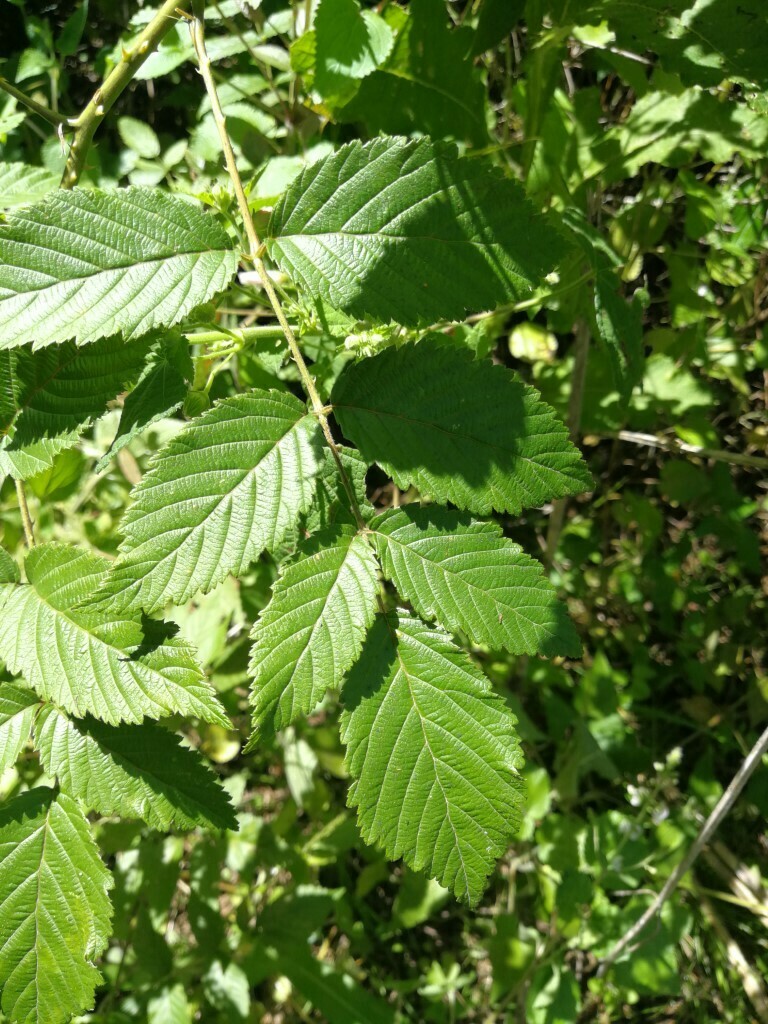 South African Raspberry from Ehlanzeni District Municipality, South ...