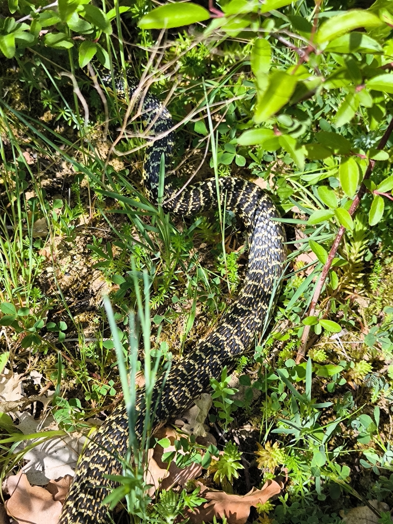 Green Whip Snake from 31490 Léguevin, France on April 18, 2024 at 04:48 ...