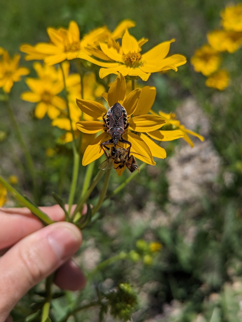 Plains Bee Assassin from Coryell County, TX, USA on April 12, 2024 at ...