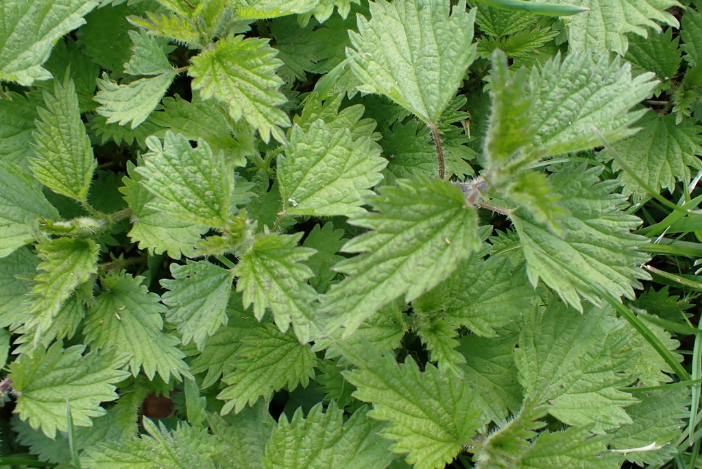great stinging nettle from Waterlooville, UK on April 18, 2024 at 10:55 ...