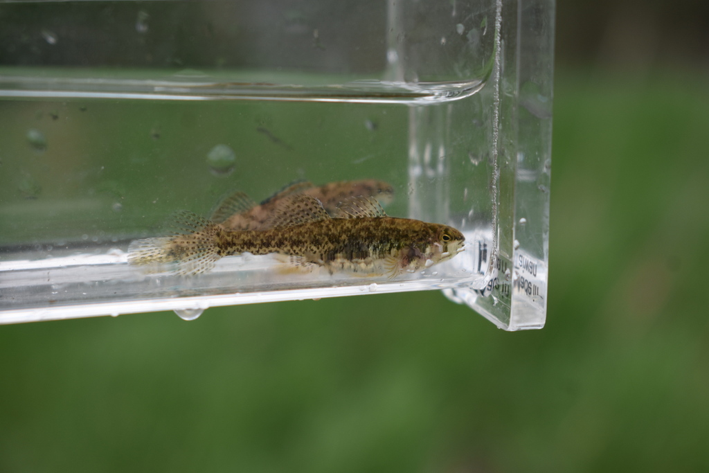 Least Darter from Johnston County, OK, USA on April 6, 2024 at 05:31 PM ...