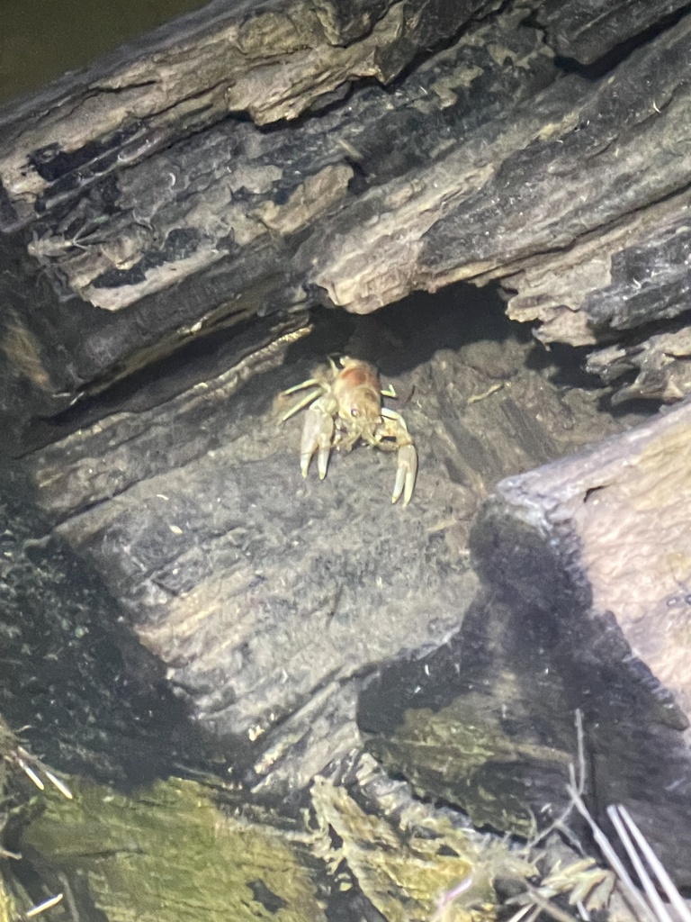 Rusty Crayfish from Woodland Dr, Peterborough, ON, CA on April 17, 2024 ...