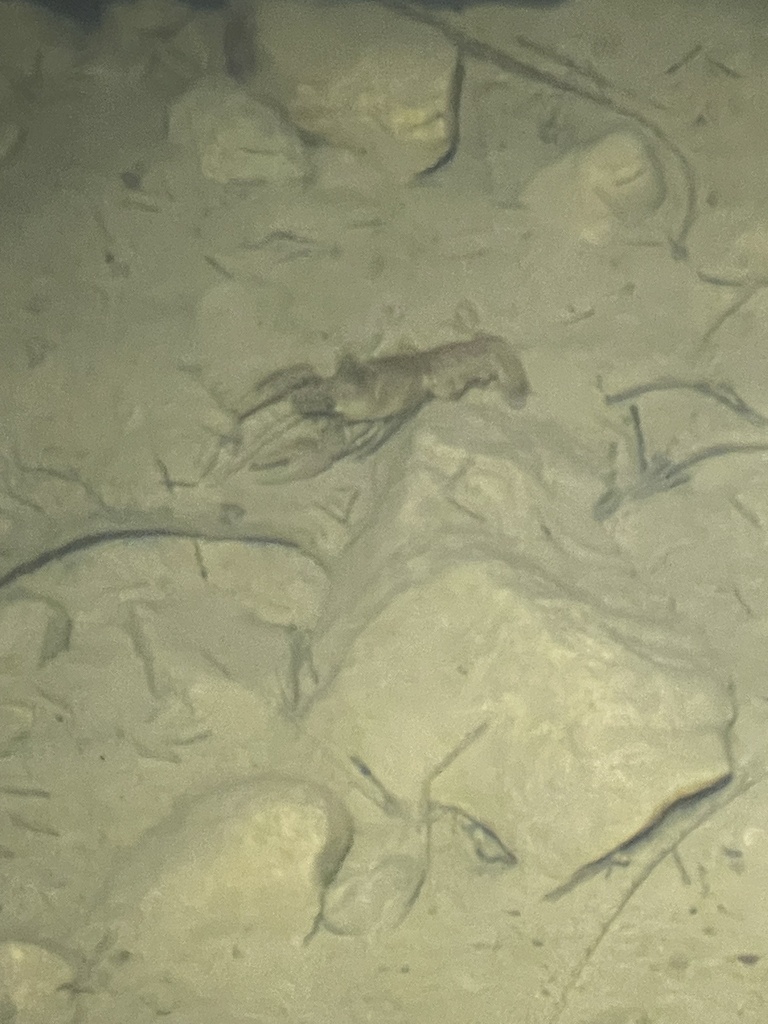 Faxonius from Woodland Dr, Peterborough, ON, CA on April 17, 2024 at 10 ...