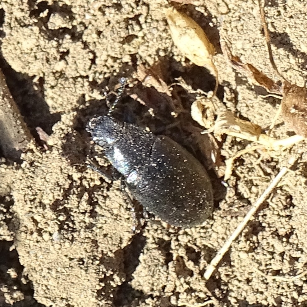 Darkling Beetles from 14710 CDMX, México on December 6, 2021 at 02:54 ...