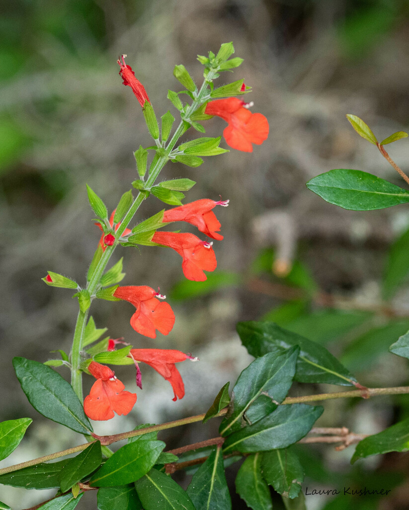 Tropical sage from Rainbow Springs State Park, Dunnellon FL, USA on ...