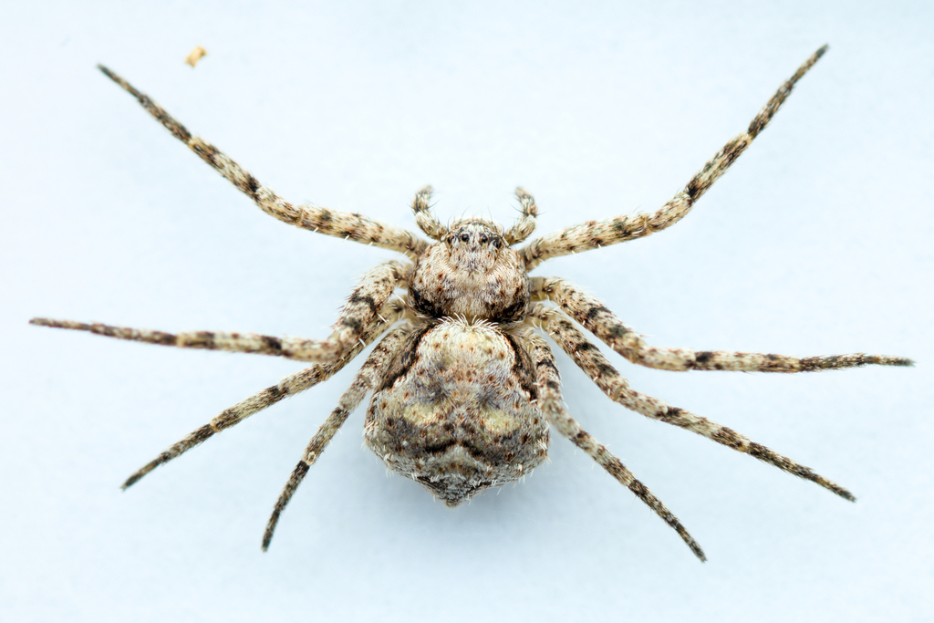 Philodromus poecilus from Le Vigen, France on April 10, 2024 at 12:00 ...