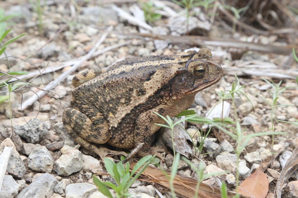 Gulf Coast Toad in April 2024 by Reid Hardin · iNaturalist