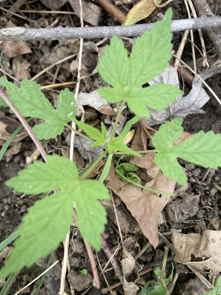Japanese Hops from Eigth St Park, Columbus, IN, US on April 18, 2024 at ...