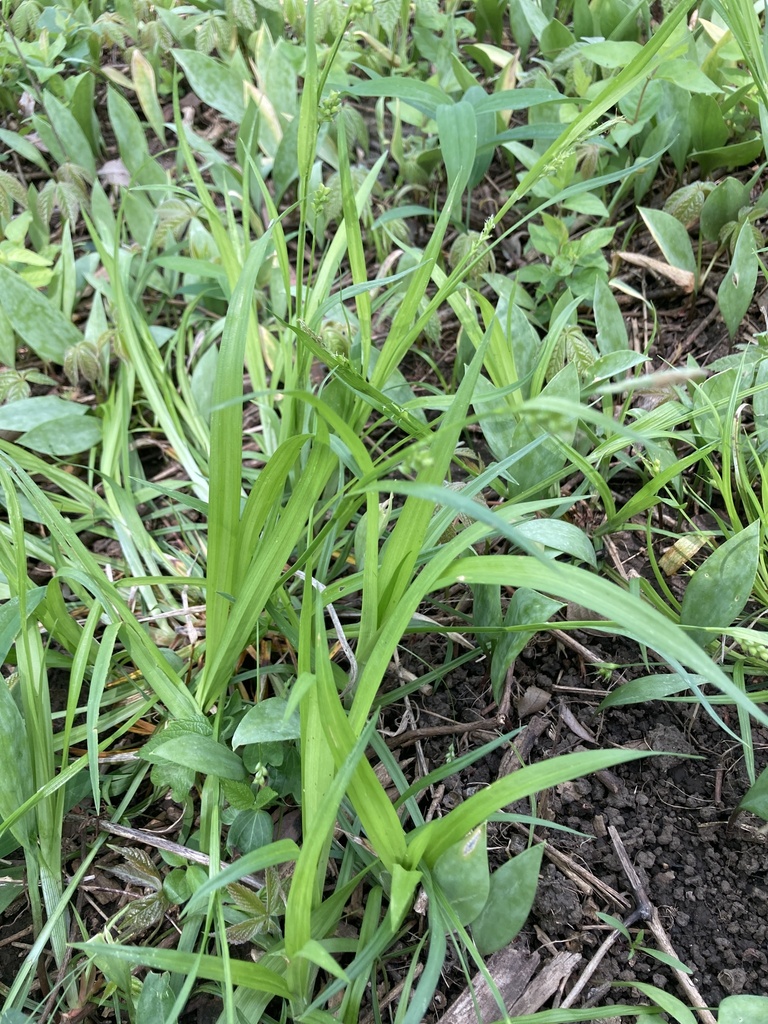 eastern woodland sedge from Lindsey St, Columbus, IN, US on April 18 ...