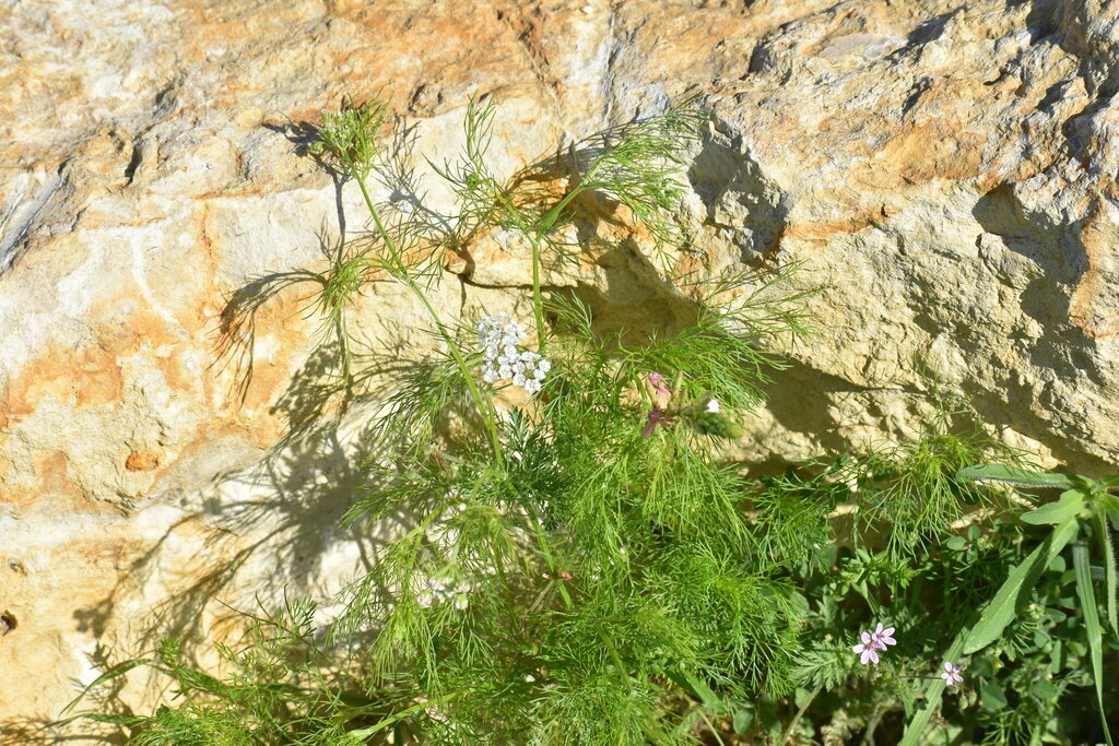 prairie bishop from West Meadowbrook, Fort Worth, TX, USA on April 7 ...