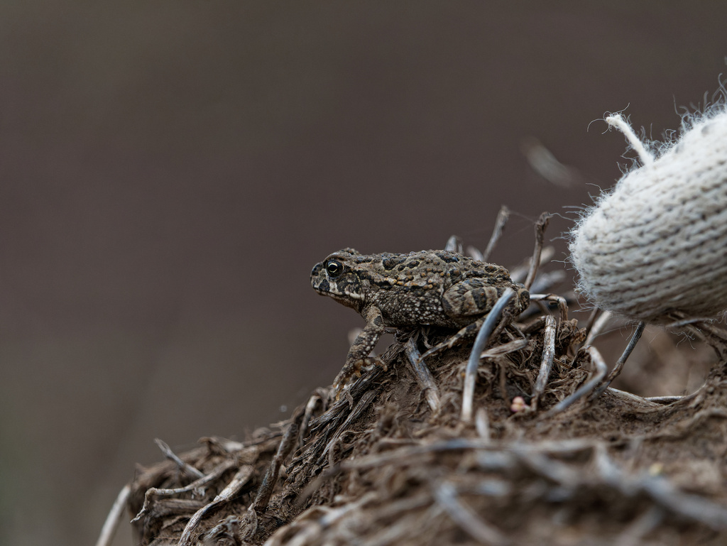 Argentine Toad from Cnel Pringles, Provincia de Buenos Aires, Argentina ...