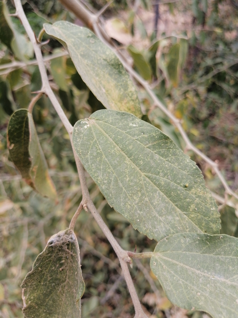 Spiny Hackberry from 34580 Dgo., México on April 16, 2024 at 01:30 PM ...
