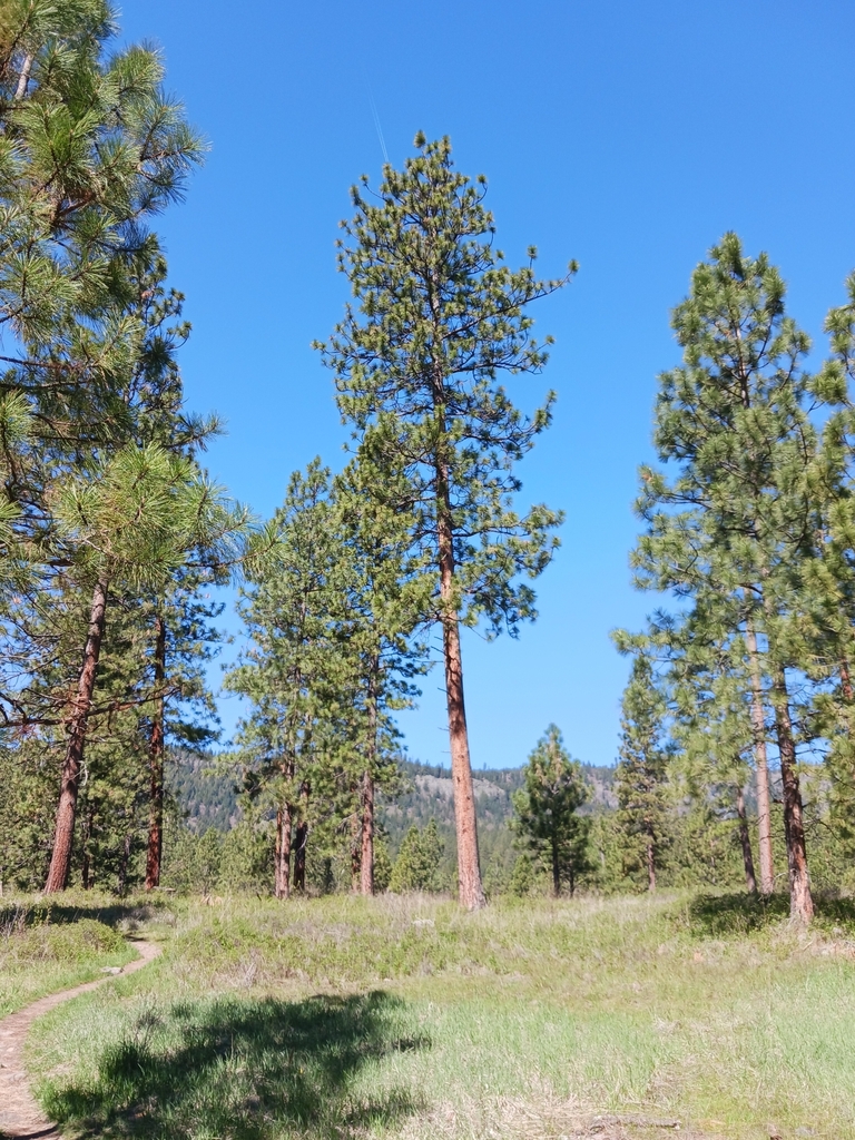 North Plateau Ponderosa Pine from La Grande, OR 97850, USA on April 18 ...