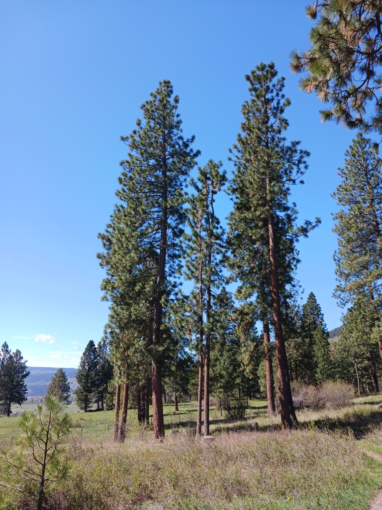North Plateau Ponderosa Pine from La Grande, OR 97850, USA on April 18 ...