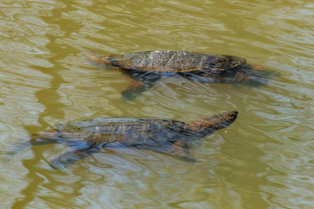 Common Snapping Turtle from La Crescent, MN, USA on April 14, 2024 at ...