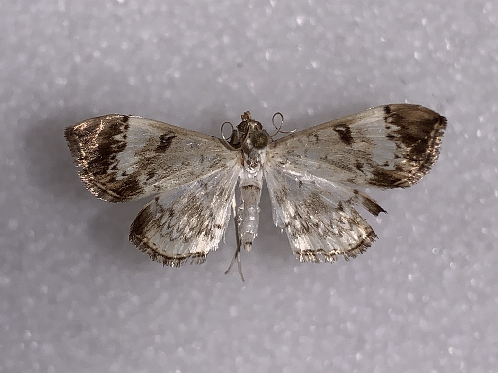 Butterflies and Moths from Cosanga 150204, Ecuador on June 11, 2005 at ...