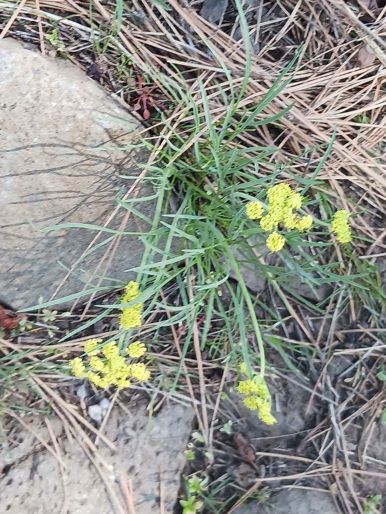 Wyeth Biscuitroot from La Grande, OR 97850, USA on April 18, 2024 at 10 ...