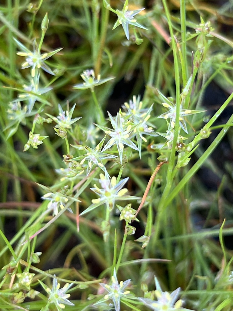 Toad rush from Foothill Regional Park, Windsor, CA, US on April 18 ...