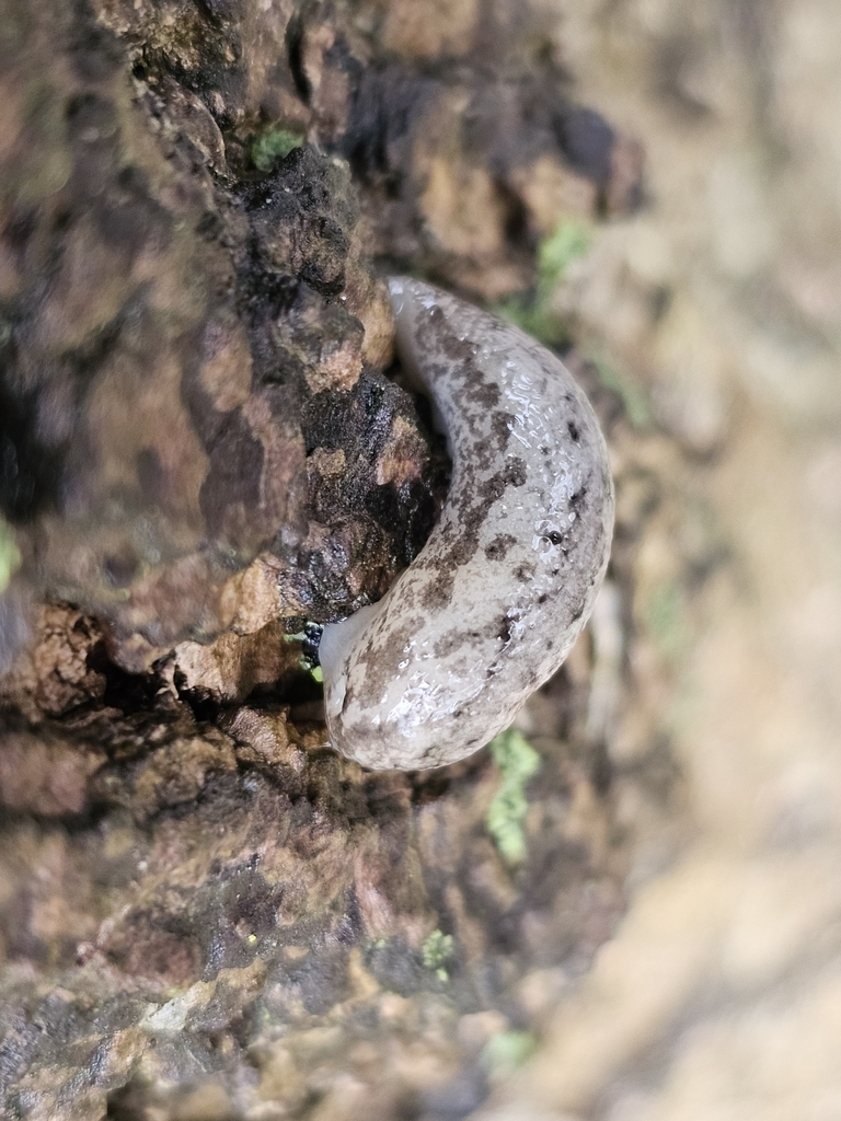 Changeable Mantleslug from Mohawk 4 Ice Centre, Hamilton, ON L8T 5A9 ...