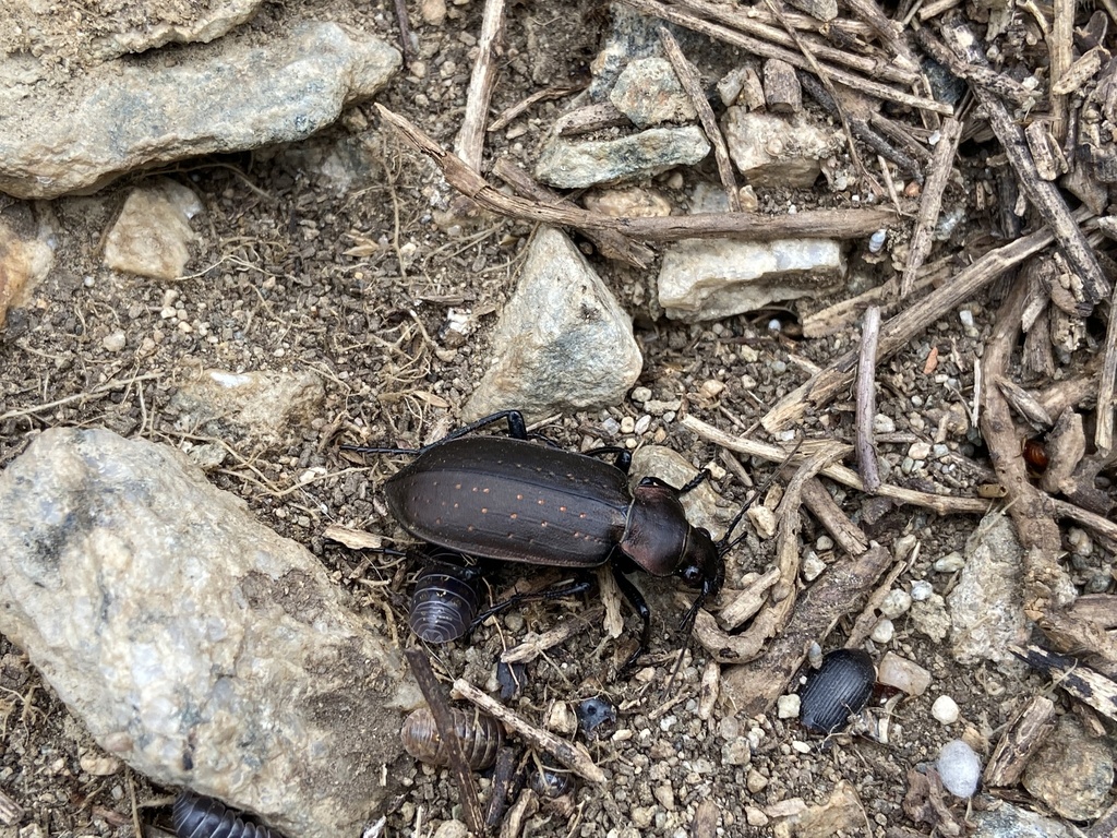 Calosoma chinense from 华山, 陕西, CN on April 19, 2021 at 02:18 PM by ...