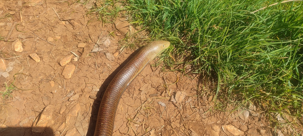 European Glass Lizard from Njivice, Kroatien on April 14, 2024 at 03:39 ...