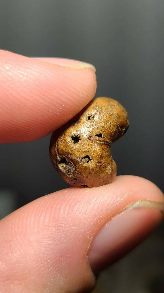 Blueberry Stem Gall Wasp from Saline County, IL, USA on April 13, 2024 ...