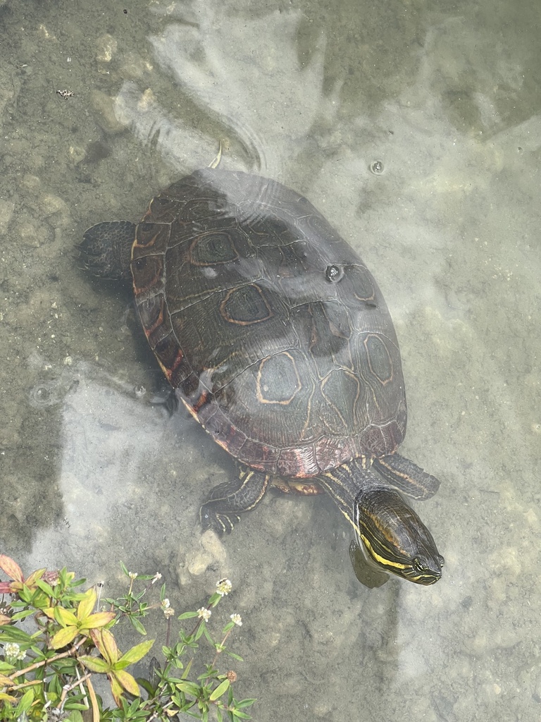 Mesoamerican Slider from Florida International University, Miami, FL ...