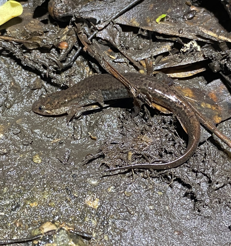 Wolf Dusky Salamander in April 2024 by Jeffrey R. Mohr Ph.D. · iNaturalist