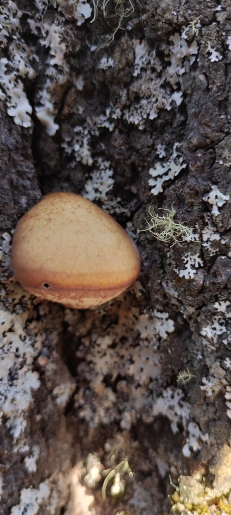 Veiled Polypore from 46990 Jal., México on April 16, 2024 at 05:47 PM ...