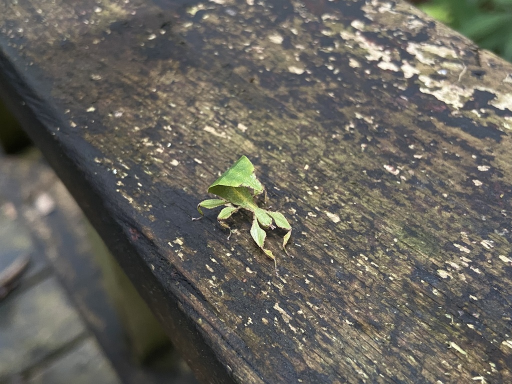 Cryptophyllium parum from 海南岛, 海南, CN on July 5, 2022 at 01:57 PM by ...