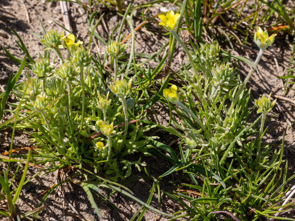 Bur buttercups from Horse Heaven Hills, Benton County, WA, USA on April ...