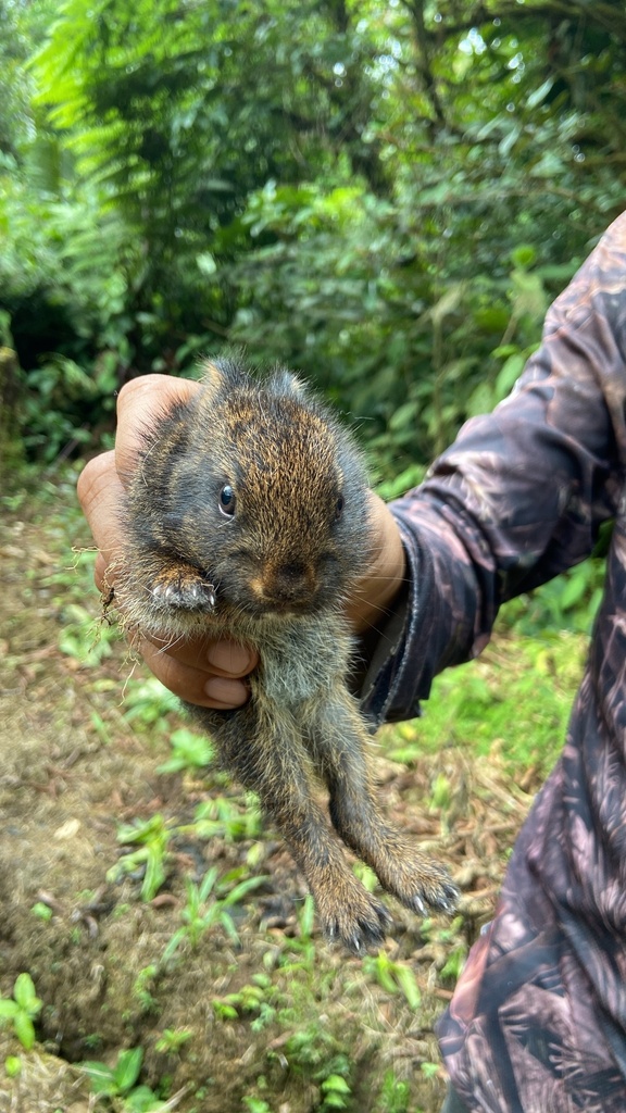 Common Tapeti from Reserva ProAves El Pangan on March 18, 2024 at 01:16 ...