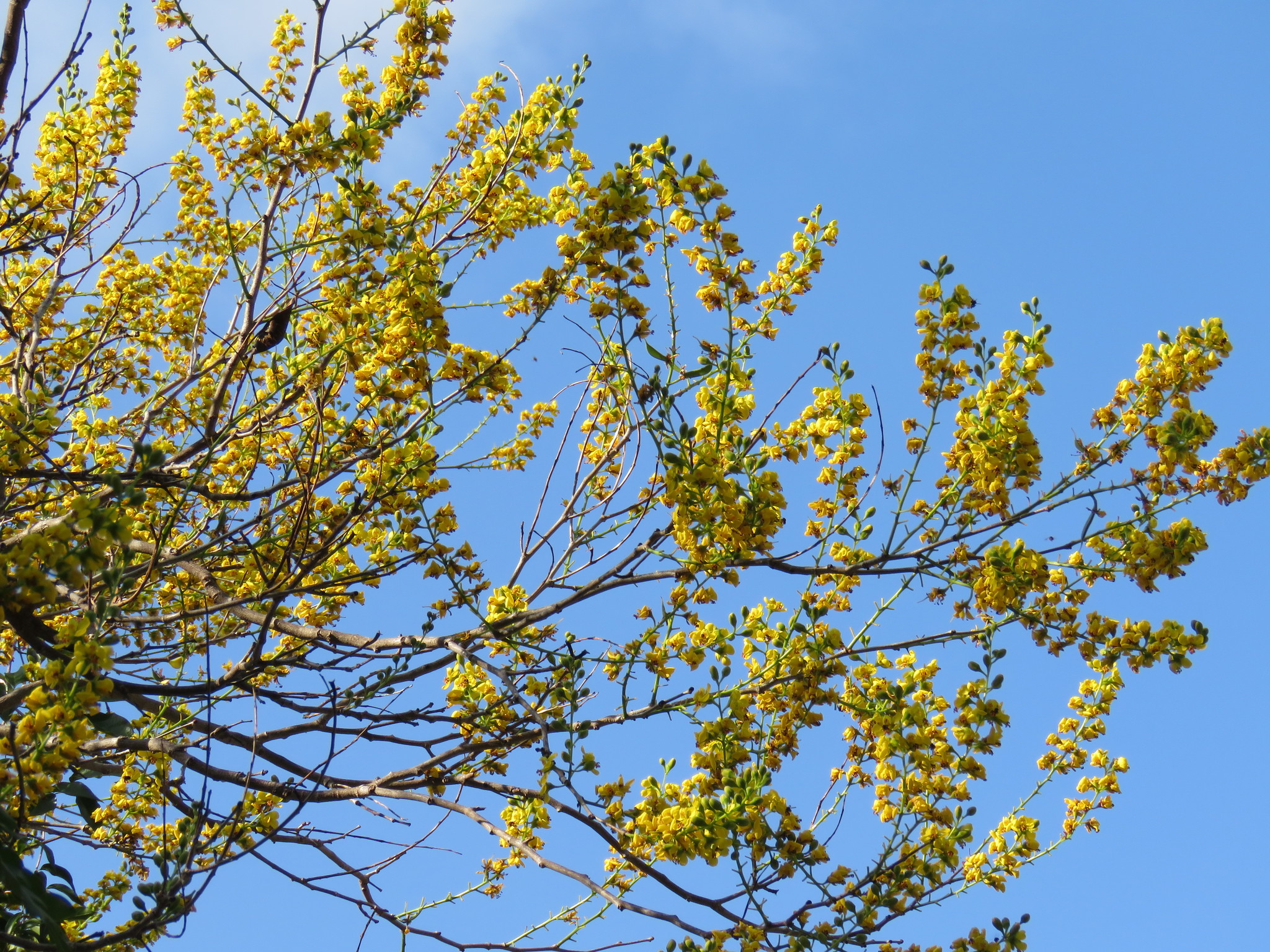 Cenostigma gaumeri (Greenm.) Gagnon & G.P.Lewis