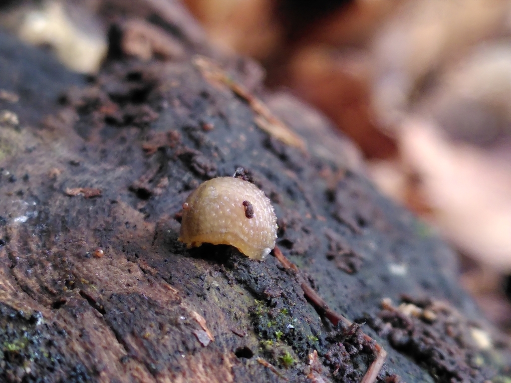 Hedgehog Slug from Brockenhurst, UK on April 18, 2024 at 03:38 PM by ...