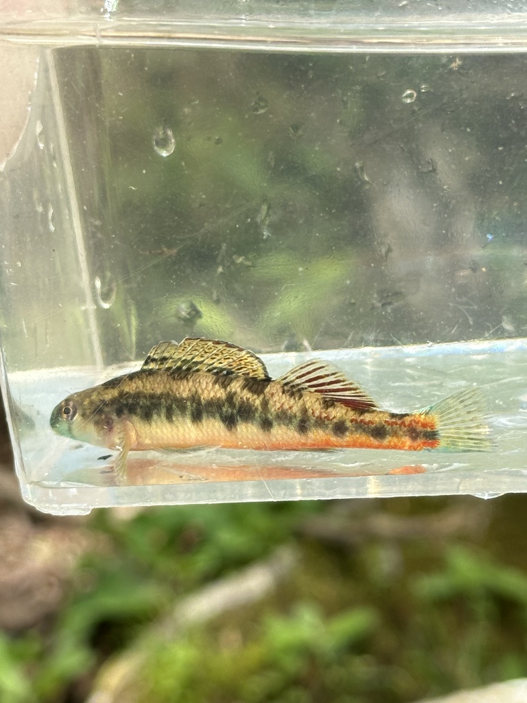 Blackside Snubnose Darter from David Crockett State Park, Lawrenceburg ...